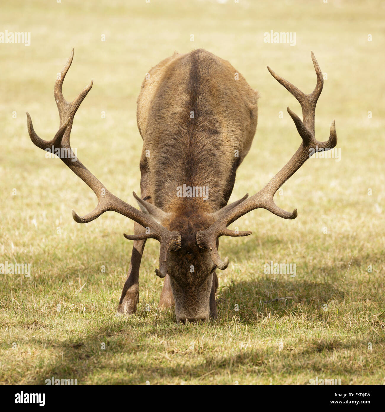 Adult male deer Stock Photo - Alamy