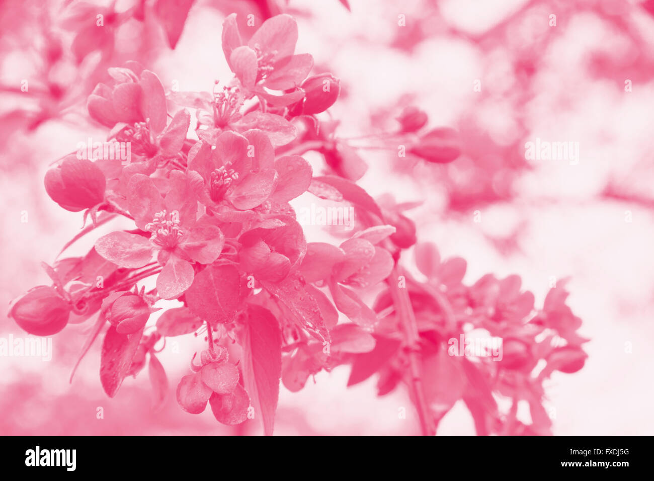 branch of apple tree at spring Stock Photo - Alamy