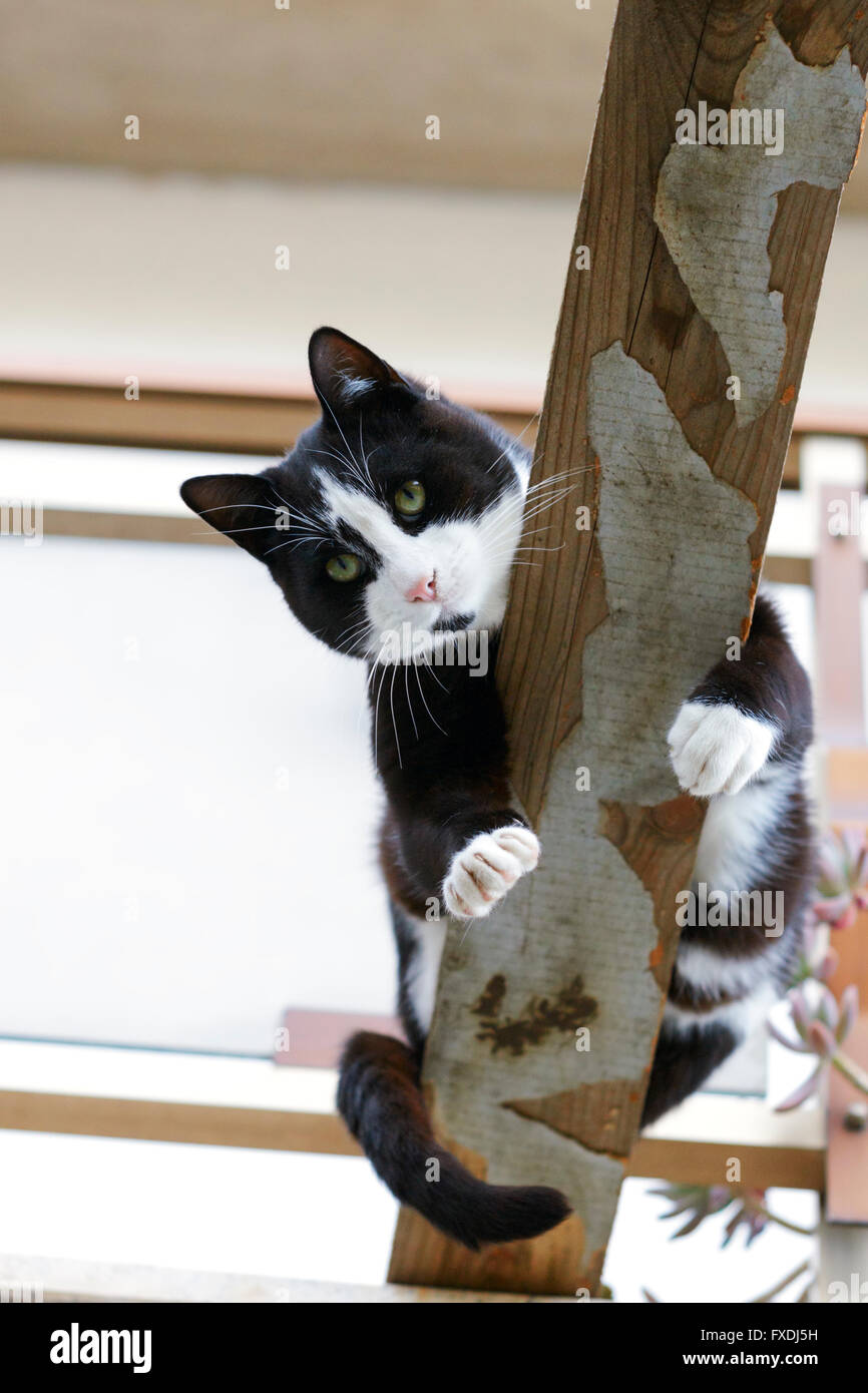 cat on a beam Stock Photo - Alamy