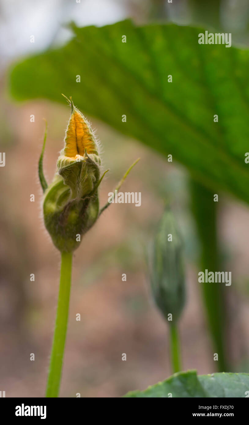 Photo of young pumpkin flower bud ready to open Stock Photo - Alamy