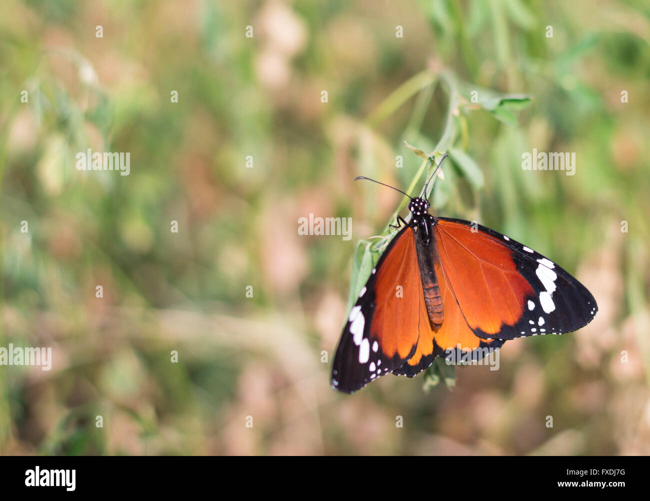 South african butterfly hi-res stock photography and images - Alamy
