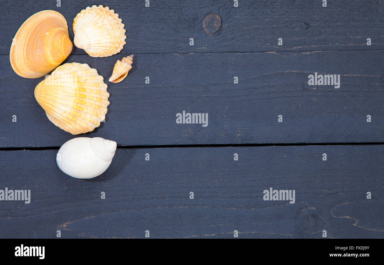 Several sea shells on dark black wooden background Stock Photo - Alamy
