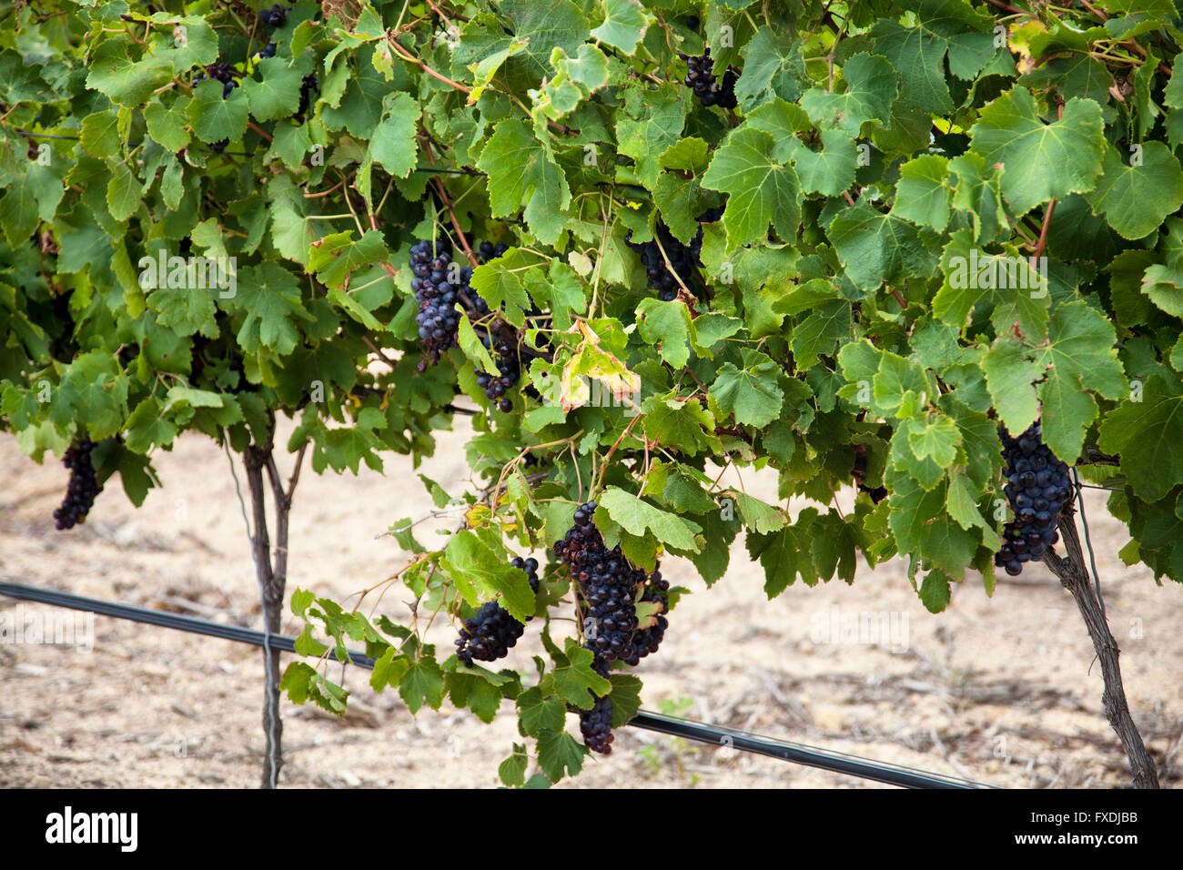 Steenberg Wine Estate Vines in Constantia - Western Cape - South Africa ...