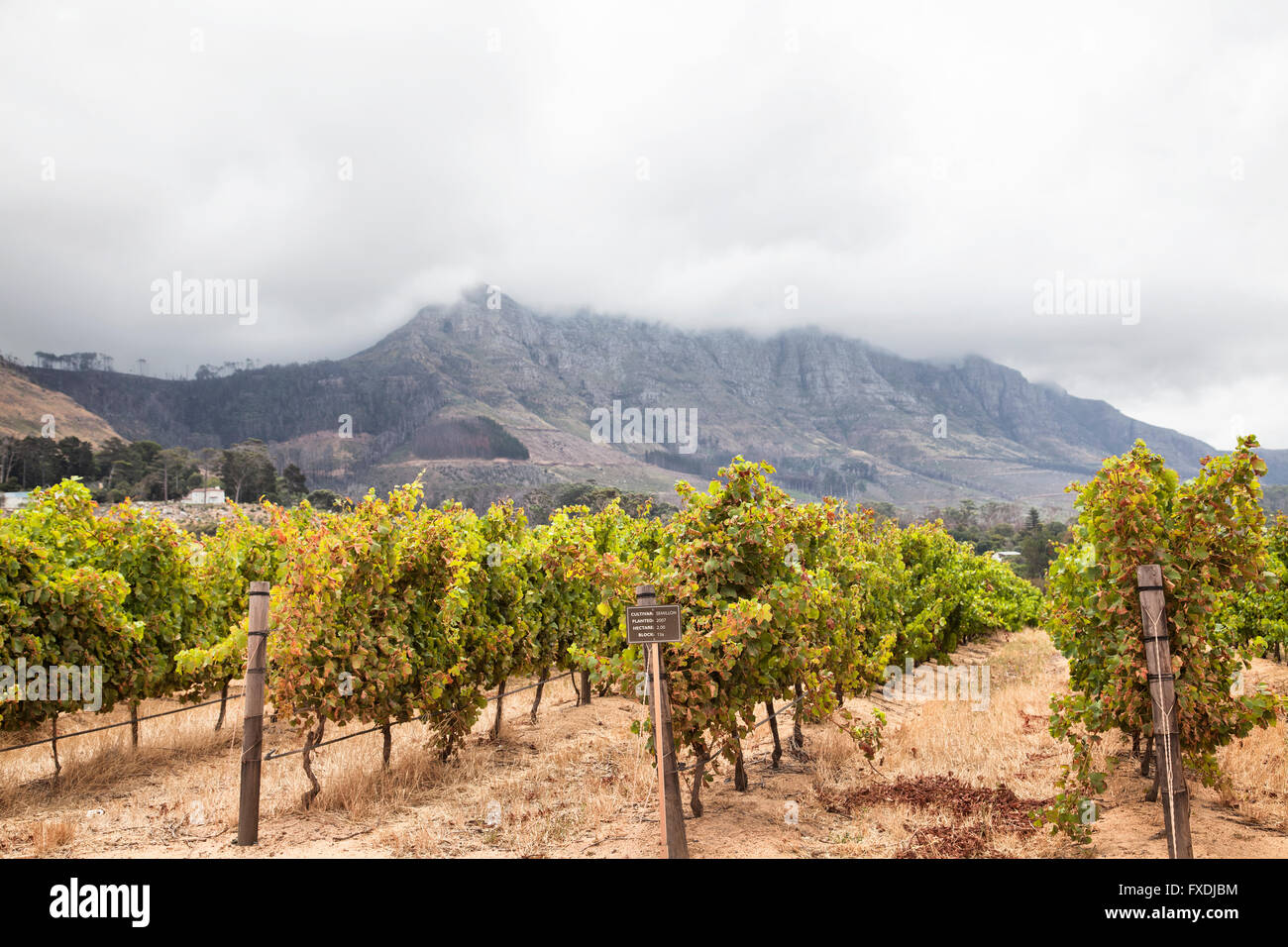 Steenberg estate hi-res stock photography and images - Alamy