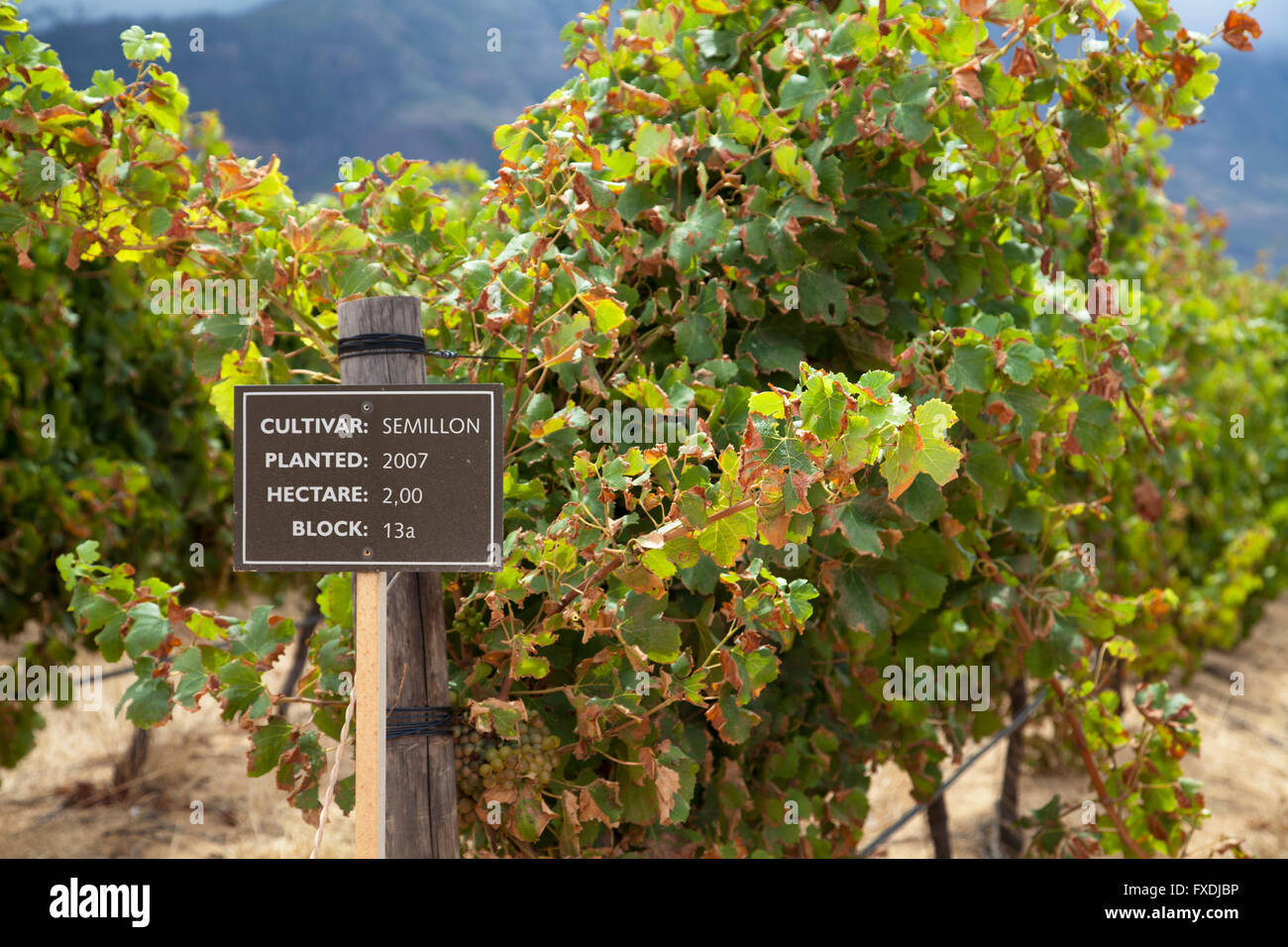 Steenberg Wine Estate - Semillon Vines in Constantia - Western Cape ...