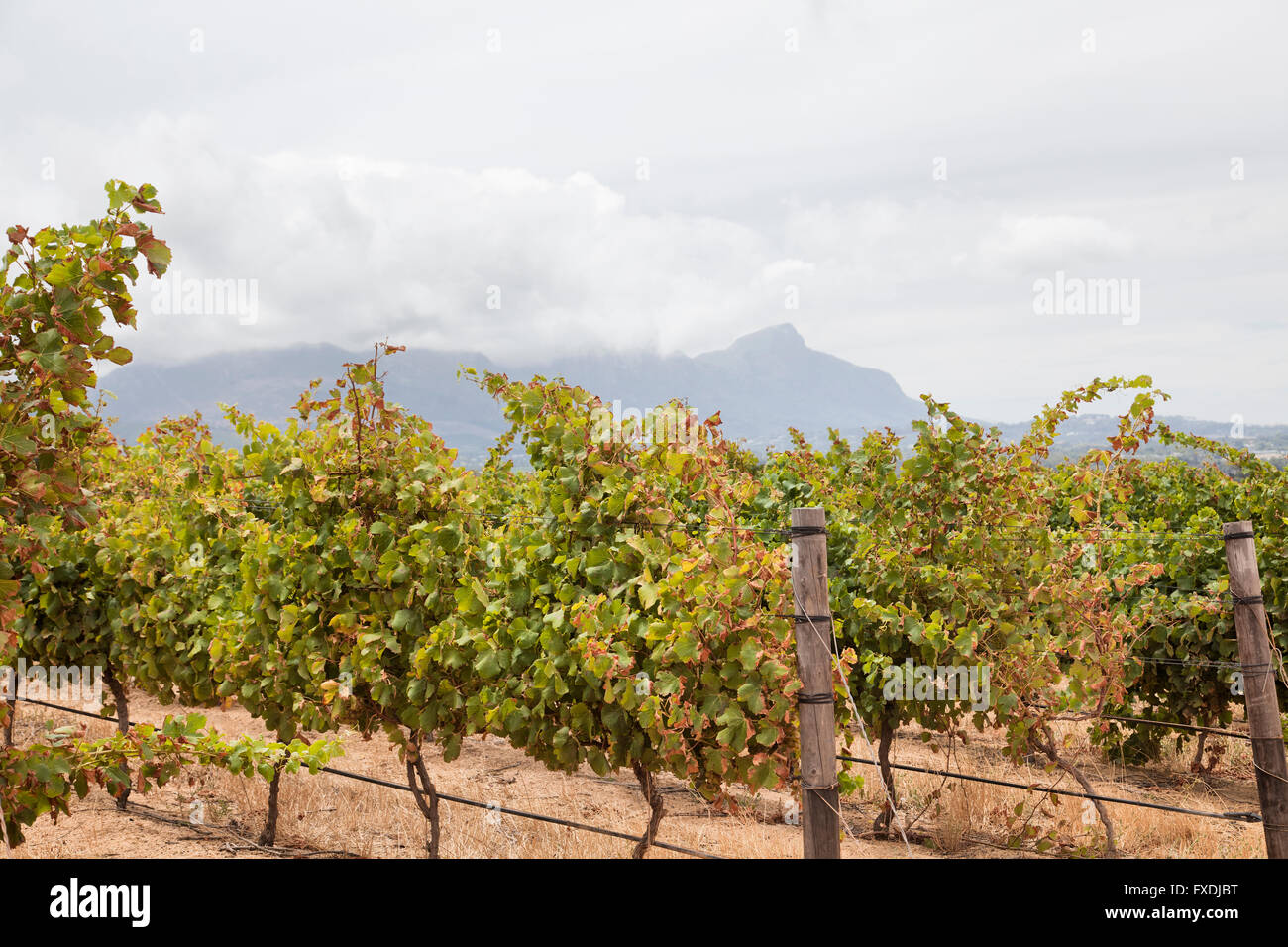 Steenberg Wine Estate - Semillon Vines in Constantia - Western Cape ...