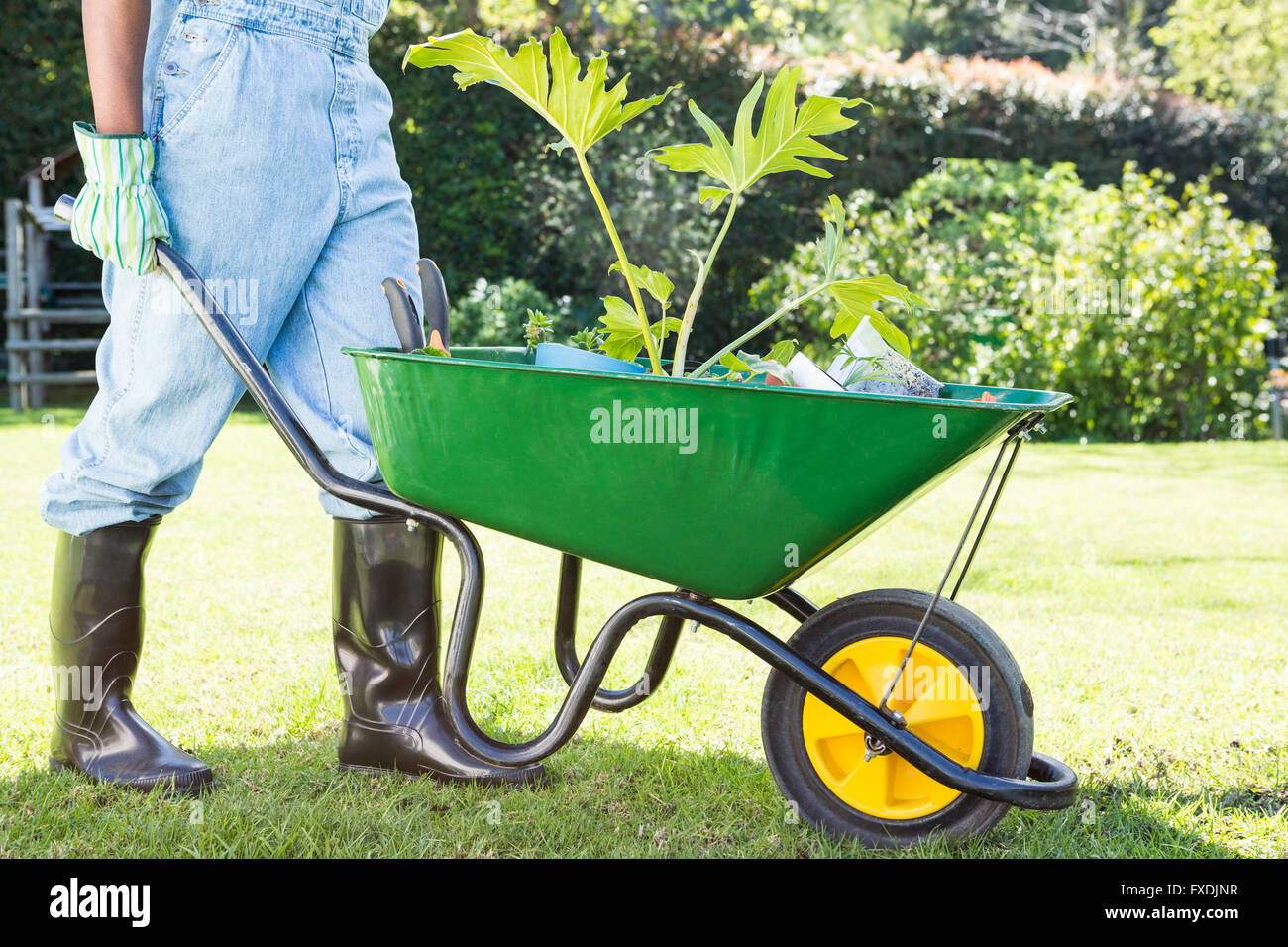 Man carrying sapling in a wheelbarrow in the garden Stock Photo - Alamy