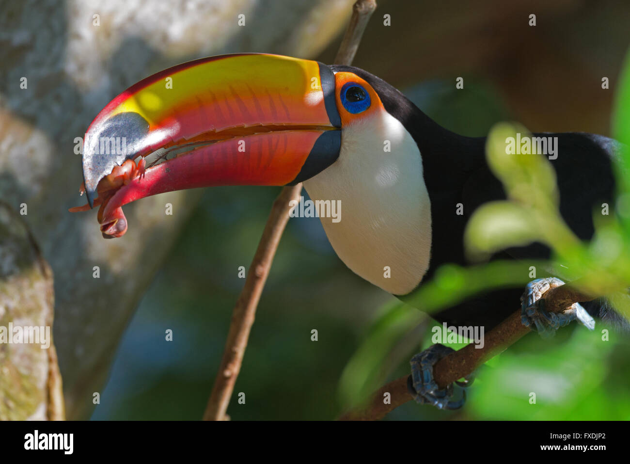 Toco toucan chick hi-res stock photography and images - Alamy