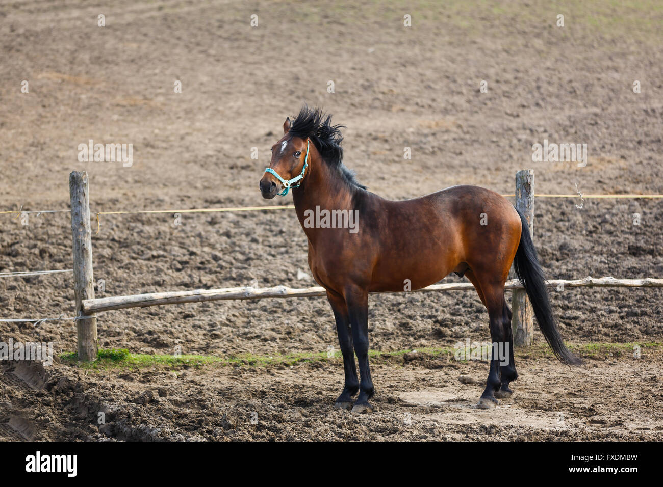 Horse nearby the wooden fence, windy spring time Stock Photo - Alamy