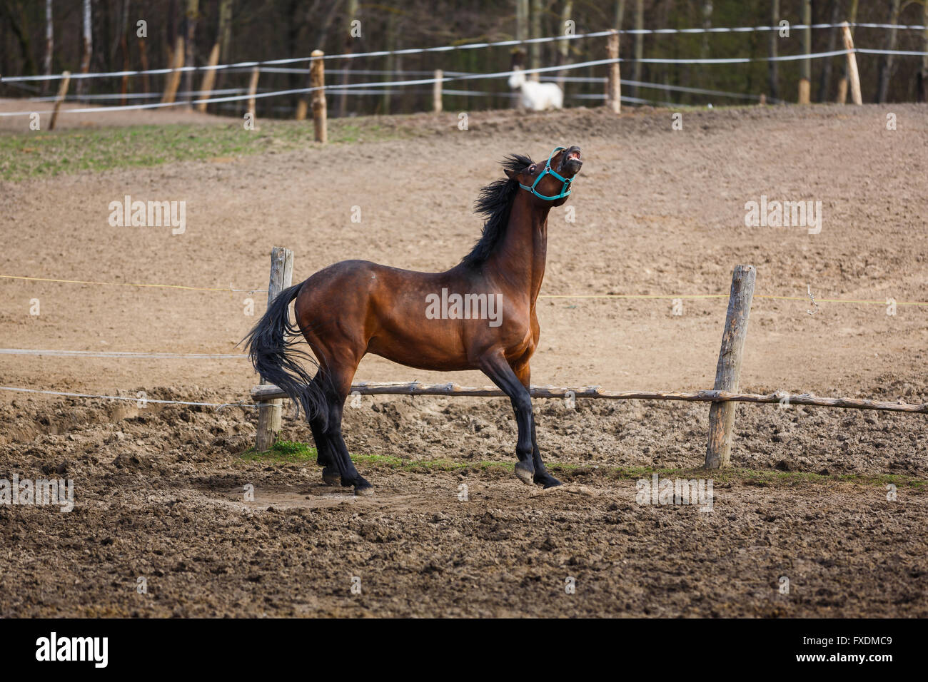 Running horse hi-res stock photography and images - Alamy