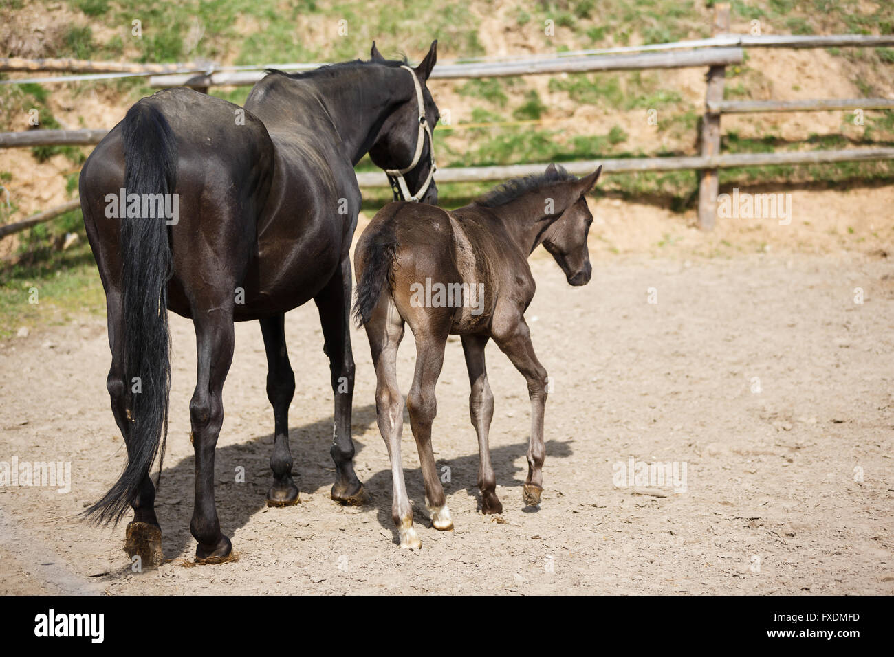 Young foal with its mother in the meadow at spring time Stock Photo - Alamy