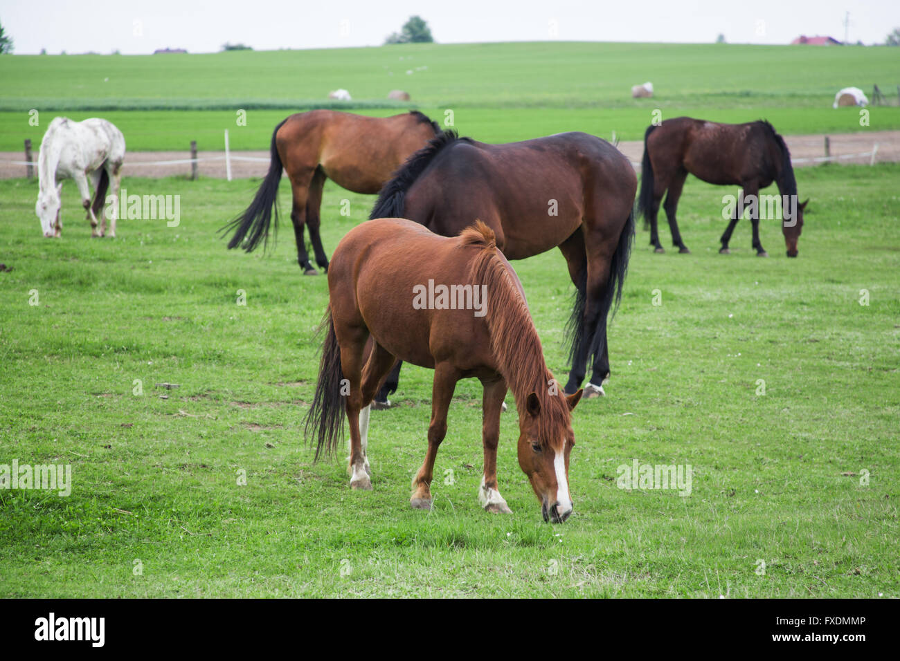Horses in the field Stock Photo - Alamy