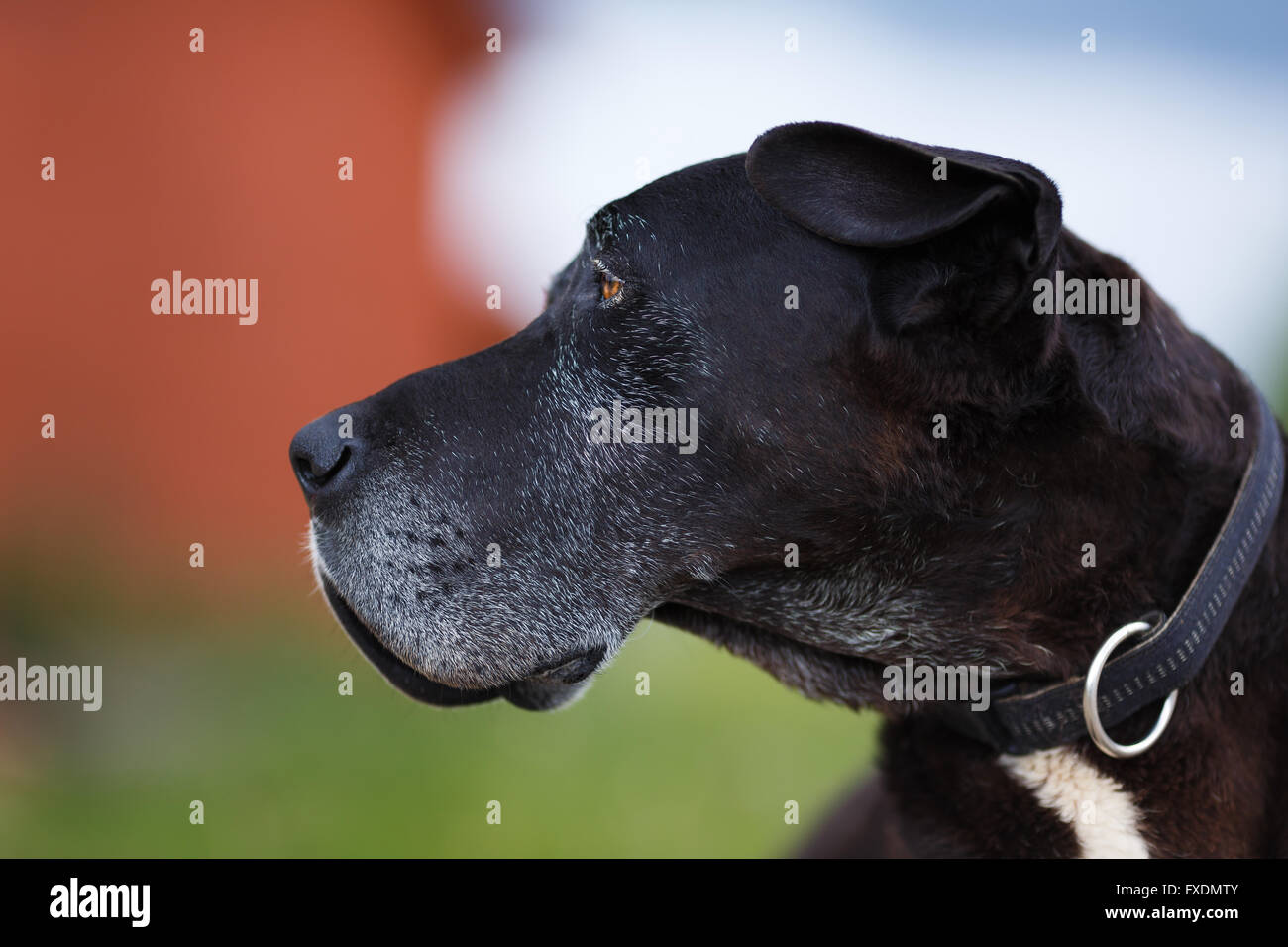 Portrait of old black dog at the summer time Stock Photo - Alamy