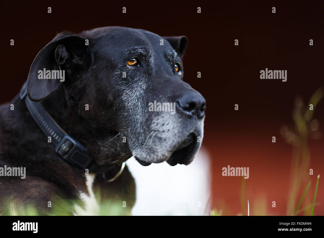 Portrait of old black dog at the summer time Stock Photo - Alamy