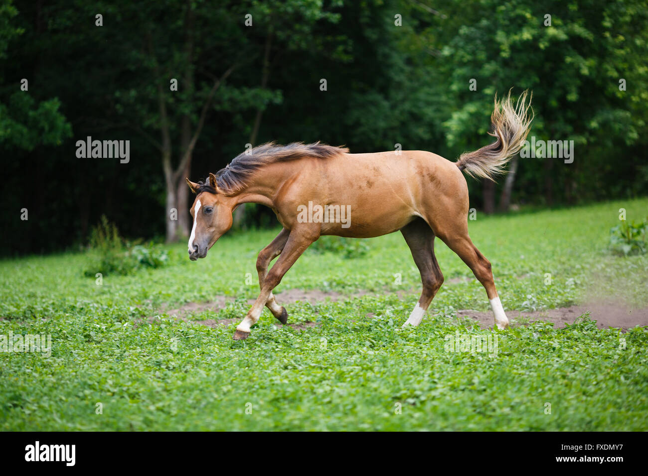 Running young foal on the meadow at summer time Stock Photo - Alamy