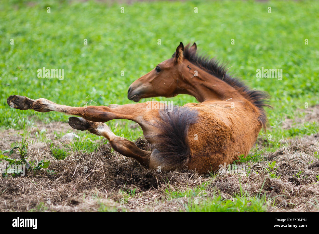Running young foal on the meadow at summer time Stock Photo - Alamy