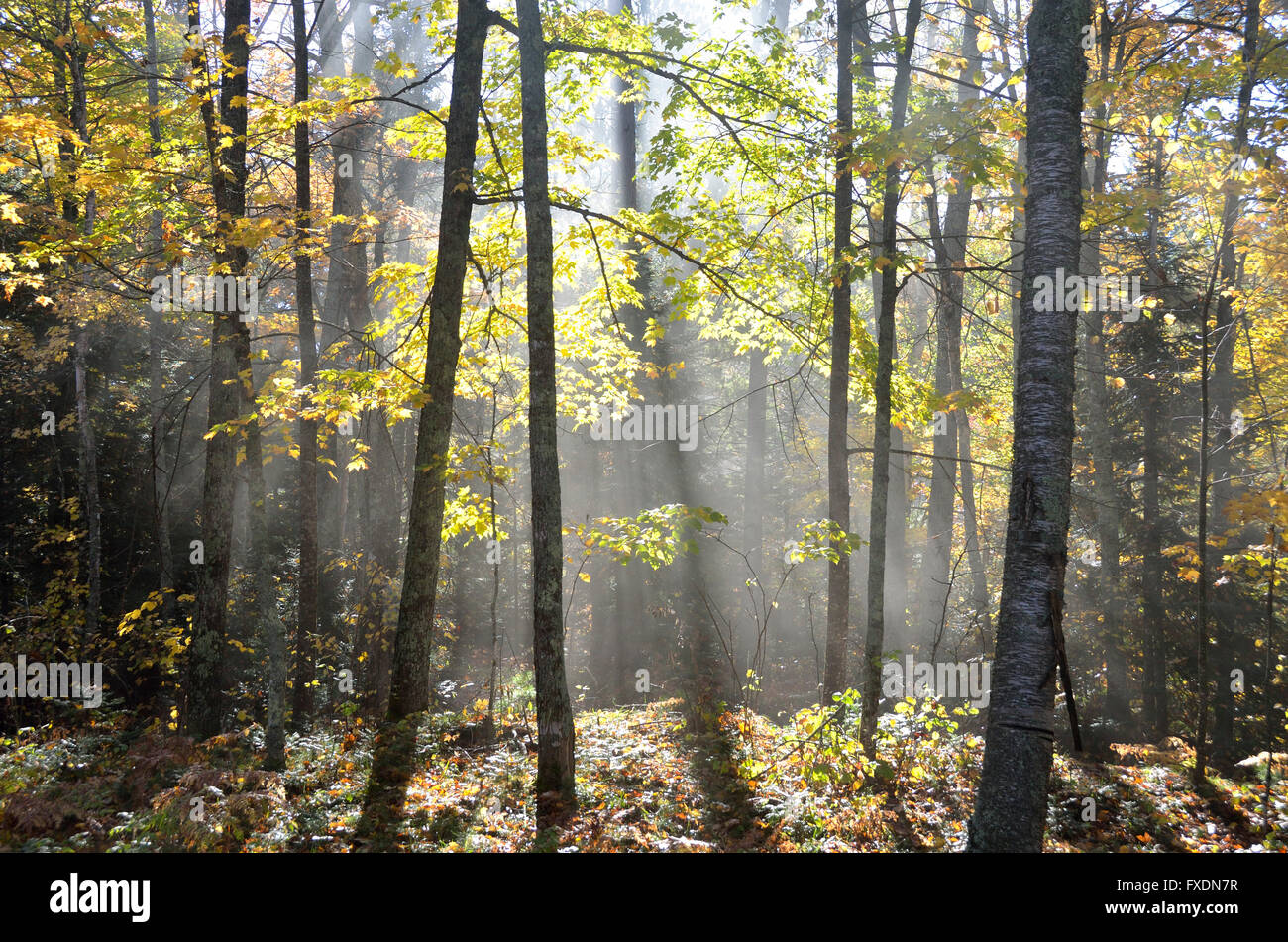 Haze in the Forest Stock Photo - Alamy