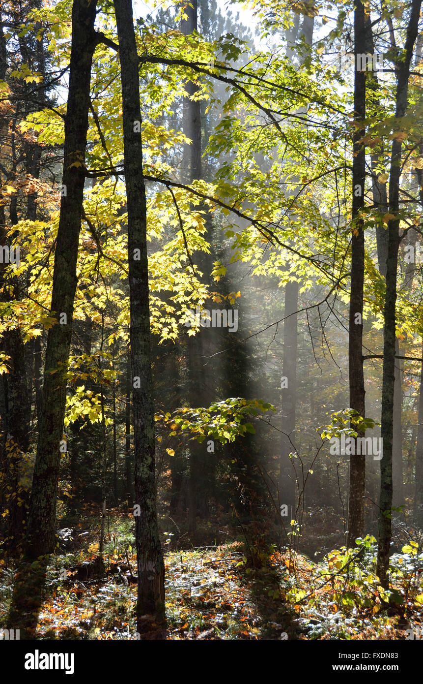 Haze in the Forest Stock Photo - Alamy