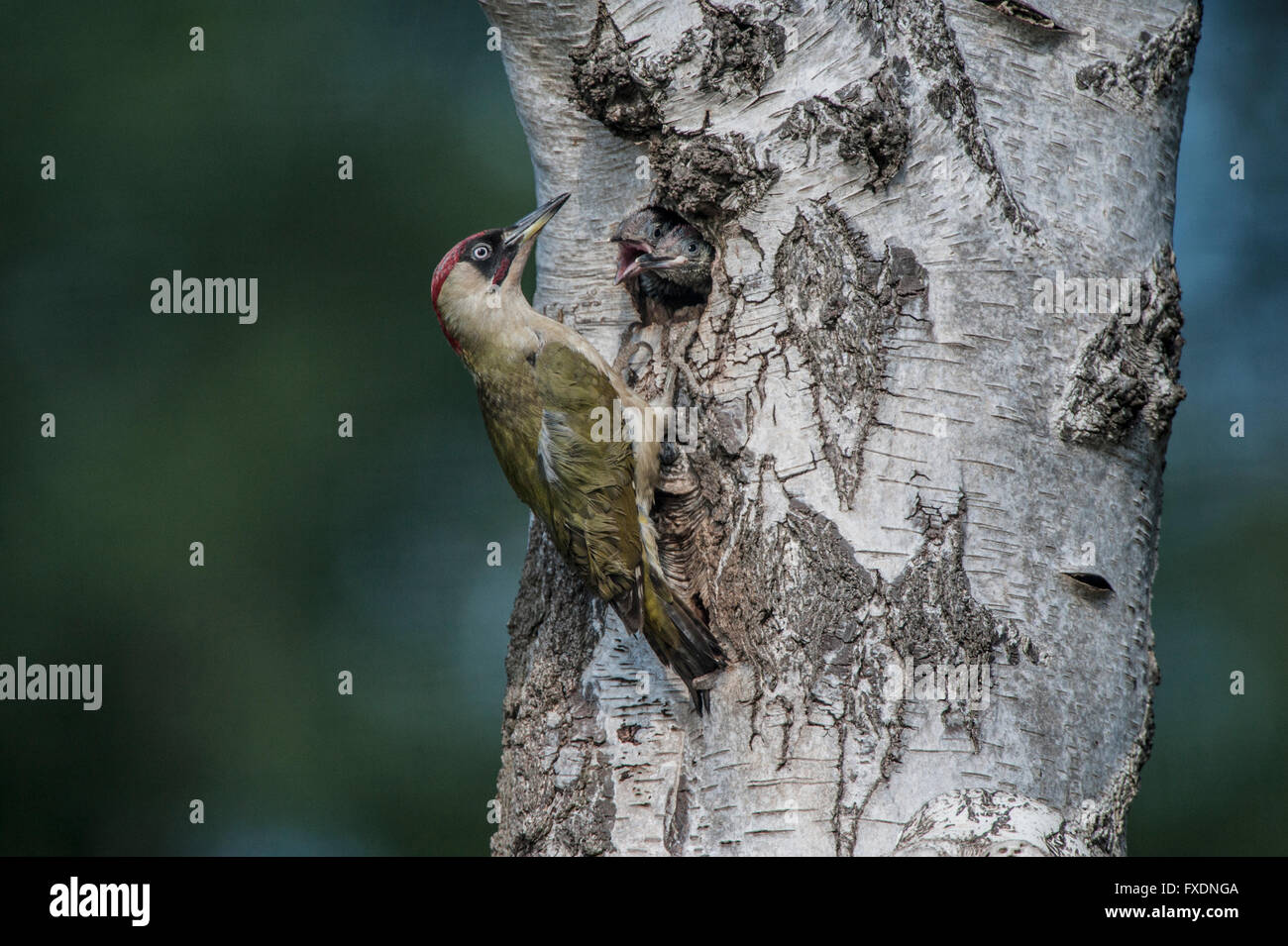 Green woodpecker (Picus Viridis) feeding chicks Stock Photo - Alamy