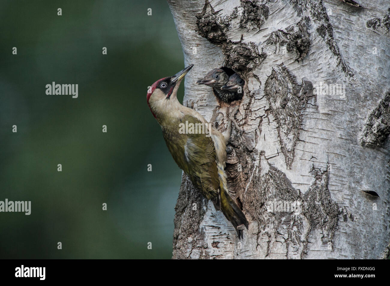 Green woodpecker (Picus Viridis) feeding chicks Stock Photo - Alamy