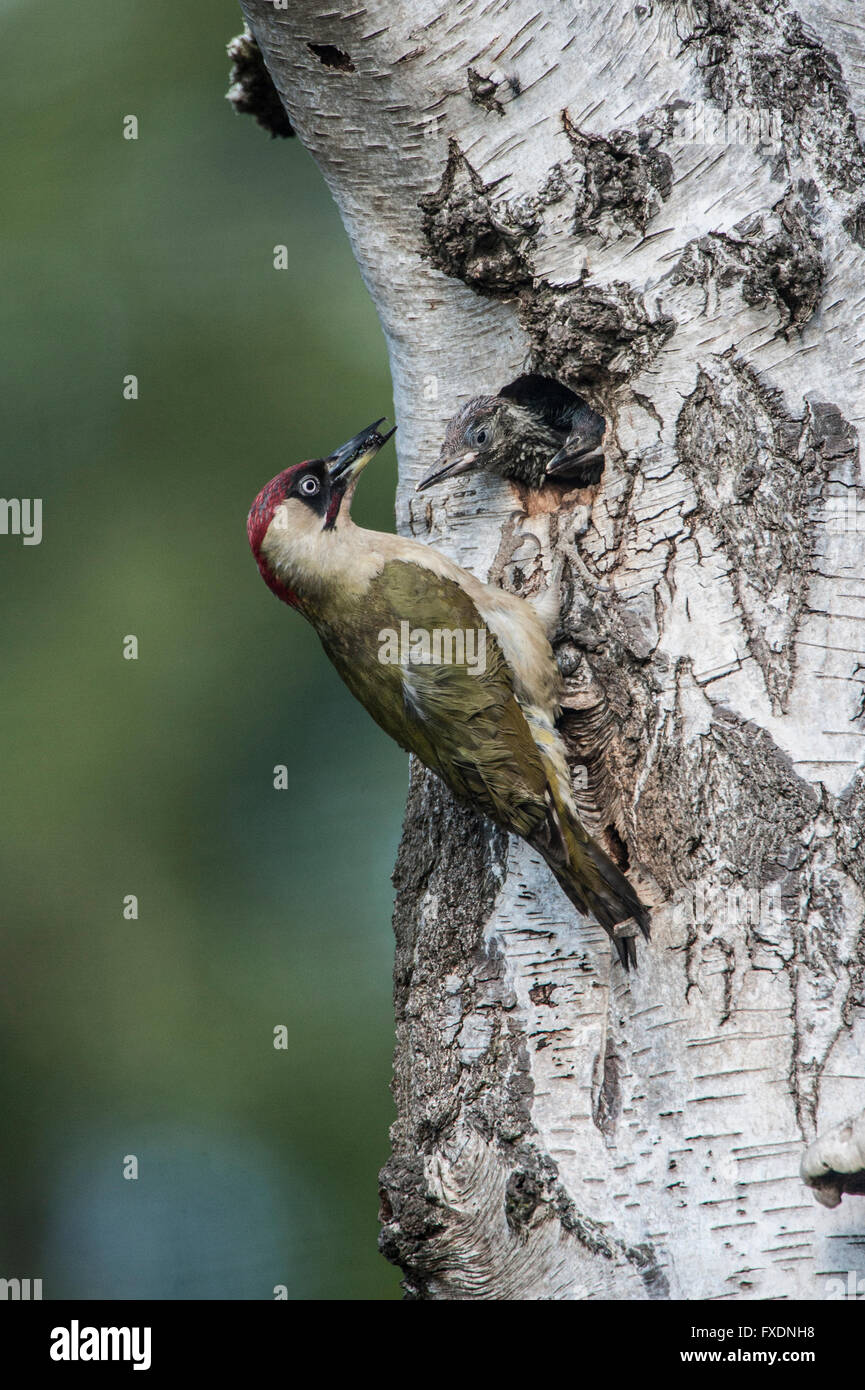 Green woodpecker (Picus Viridis) feeding chicks Stock Photo - Alamy