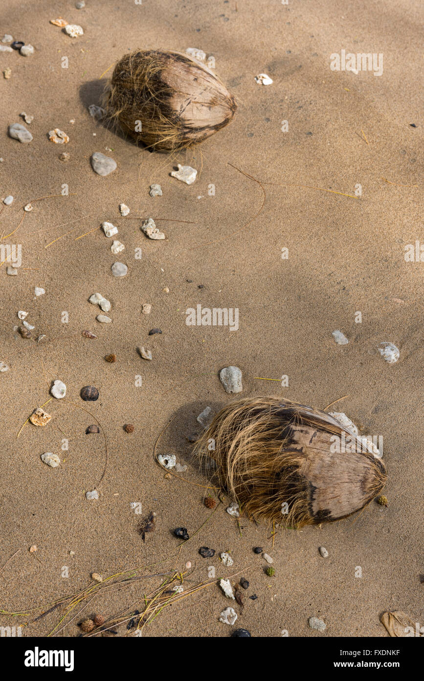 Coconuts on beach hi-res stock photography and images - Alamy
