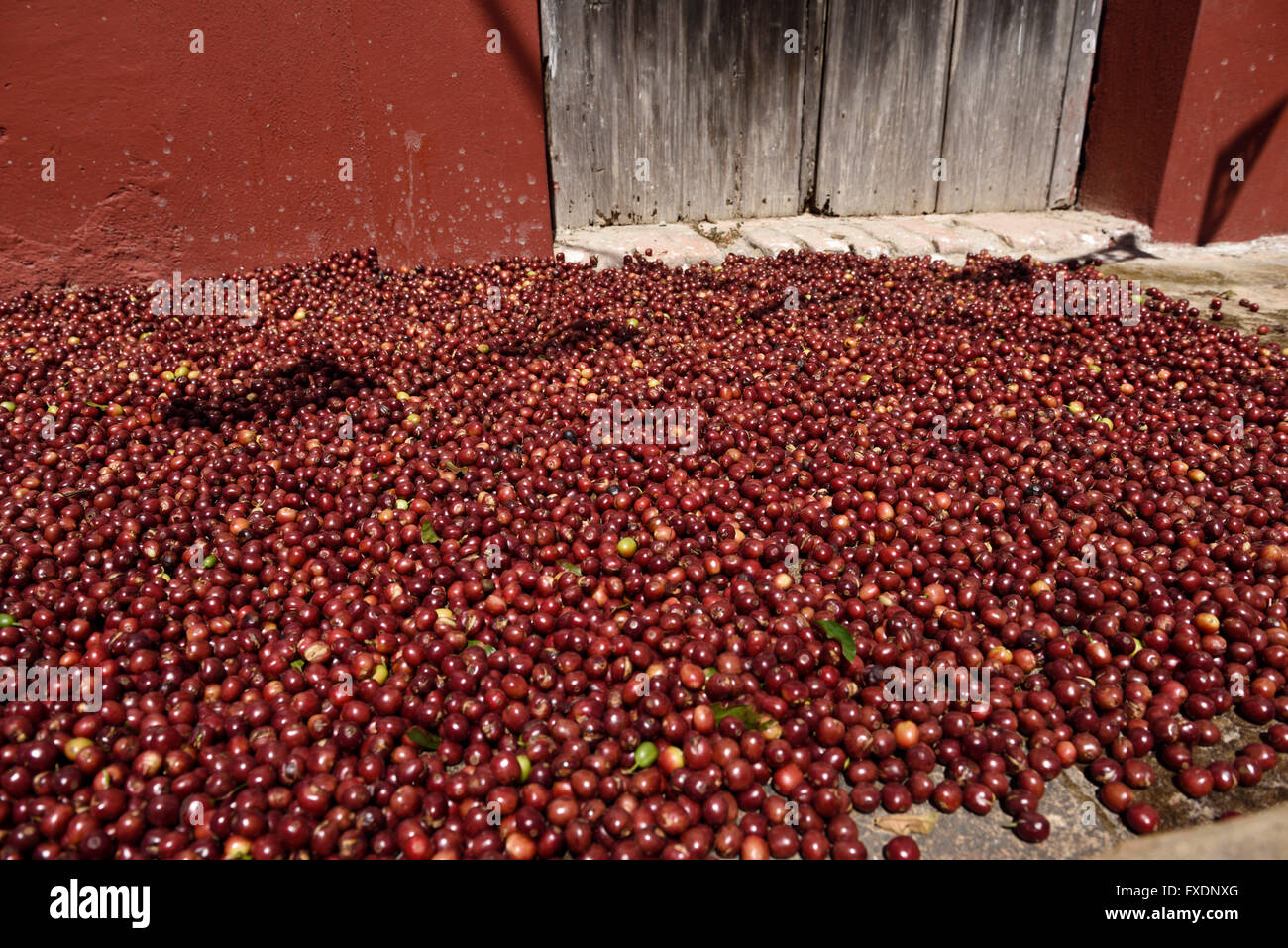 Hand picked coffee beans hi-res stock photography and images - Alamy