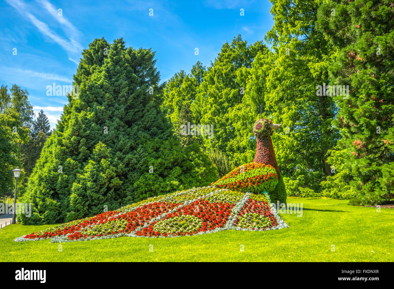 Peacock of mainau hi-res stock photography and images - Alamy