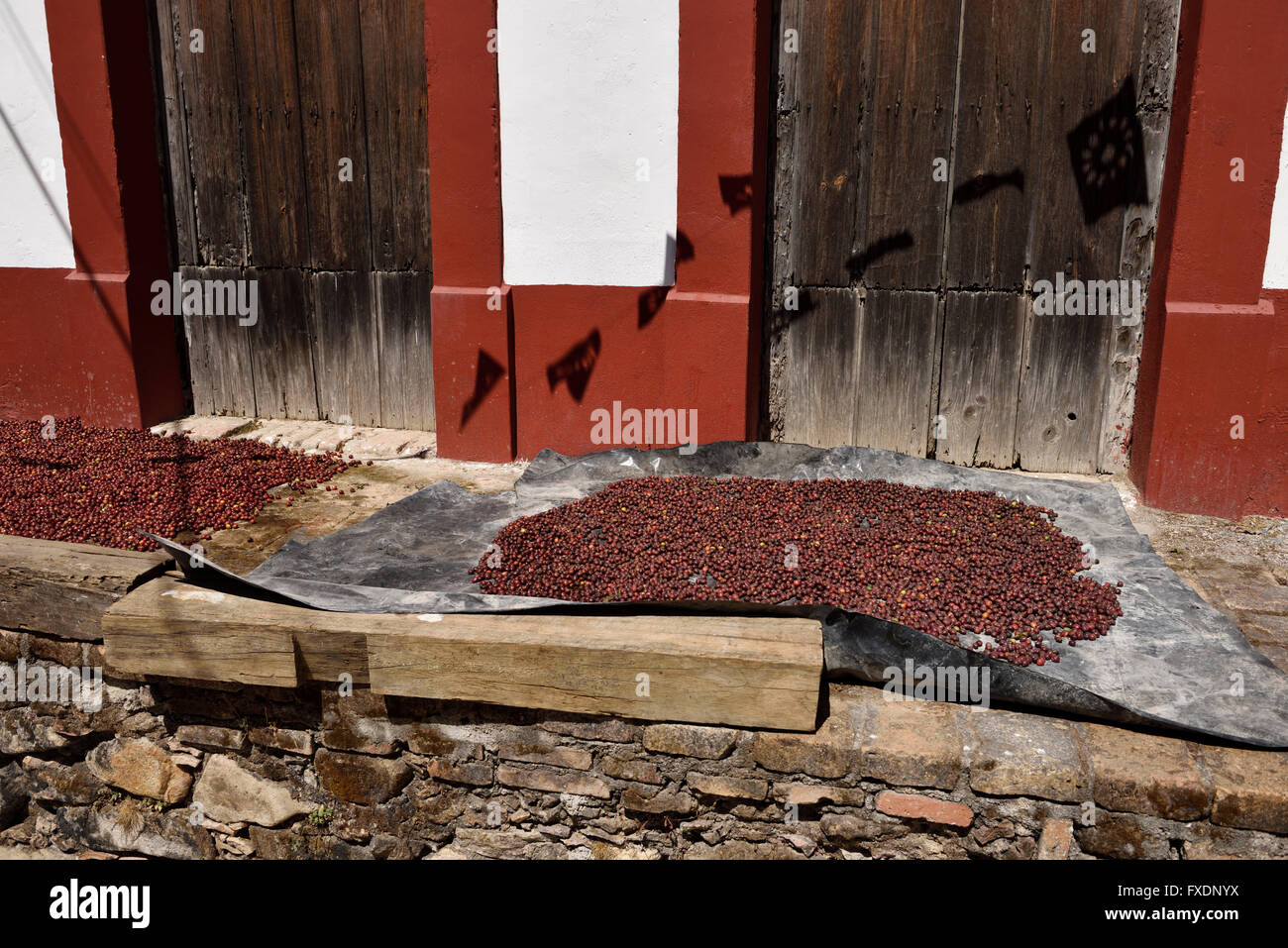 Hand picked coffee beans hi-res stock photography and images - Alamy