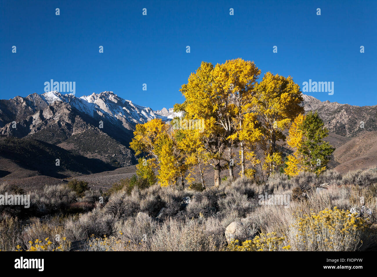 Yellow trees in Sierra Nevada Mountains close to Mount Whitney ...
