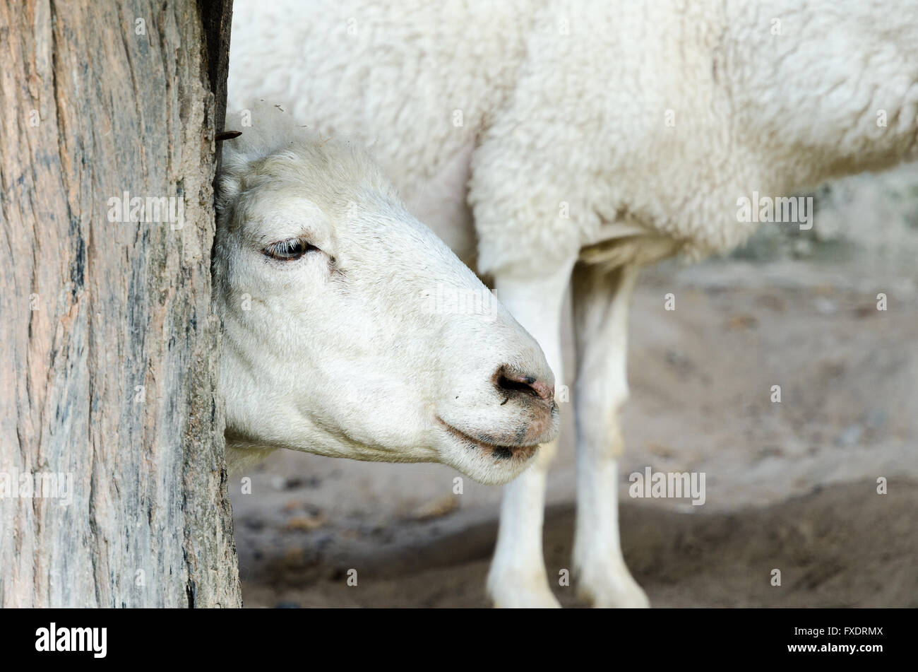 Sheep alone hi-res stock photography and images - Alamy
