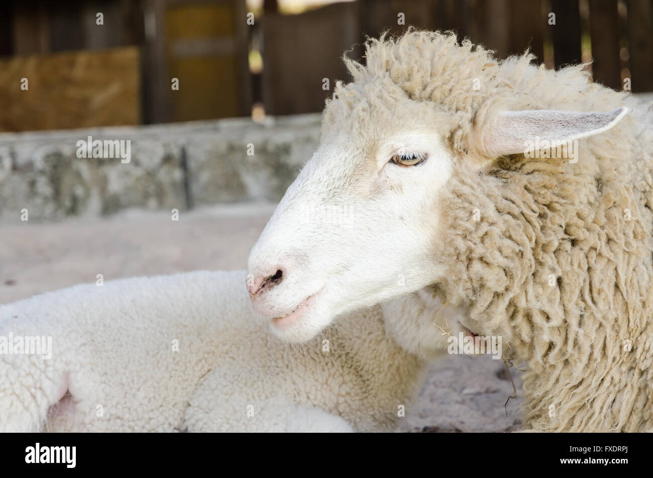 Alone sheep in a farm.Close up Stock Photo - Alamy