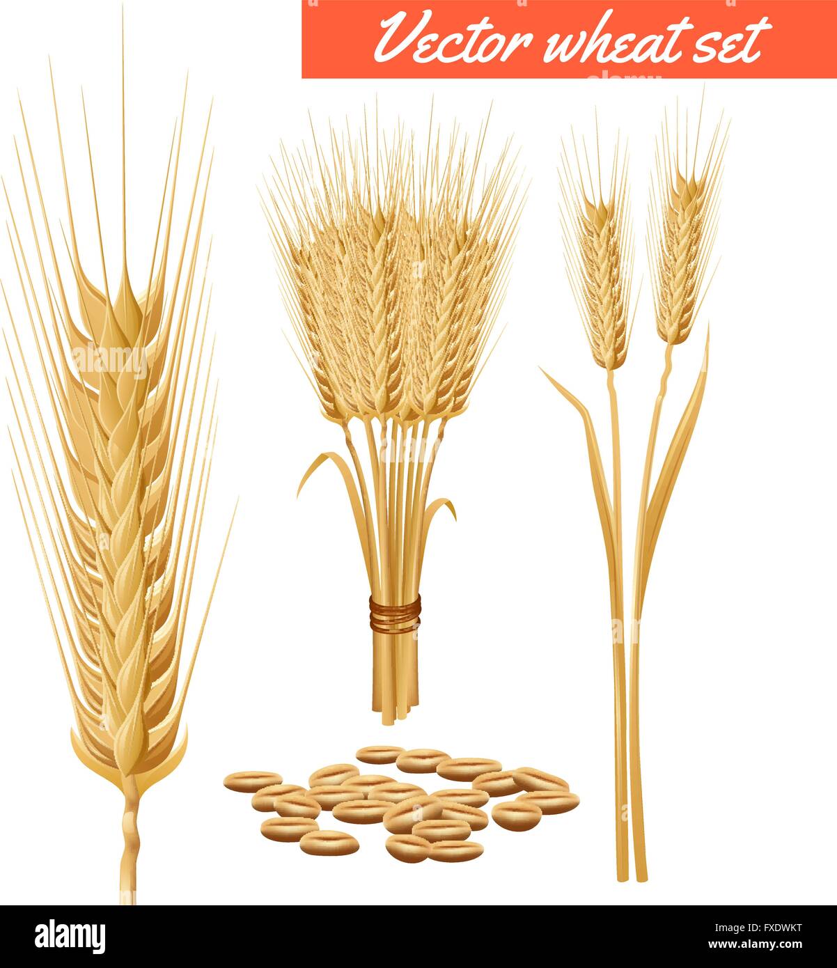 Wheat Plant Vector