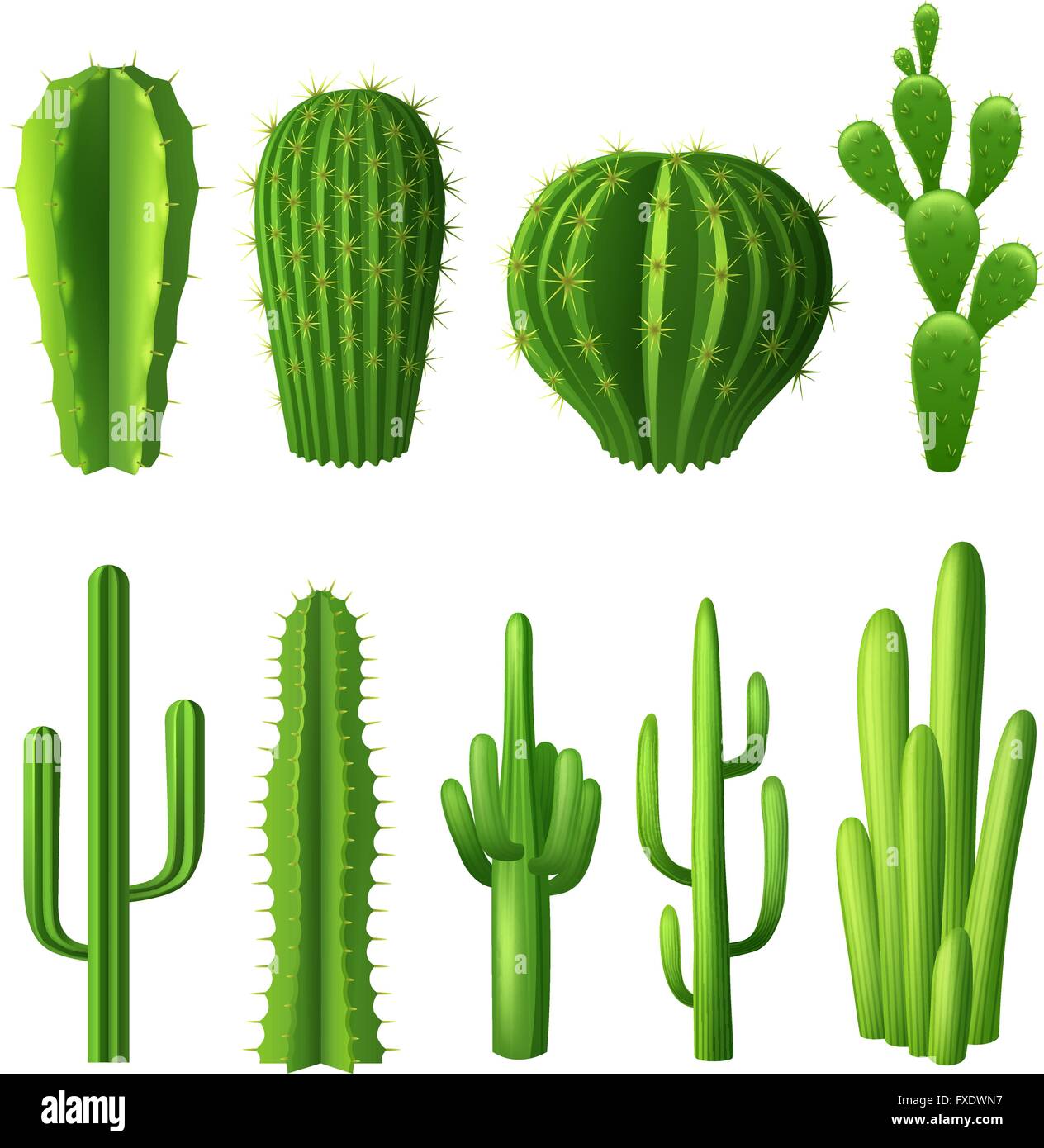 Cactus Realistic Set Stock Vector Image & Art - Alamy