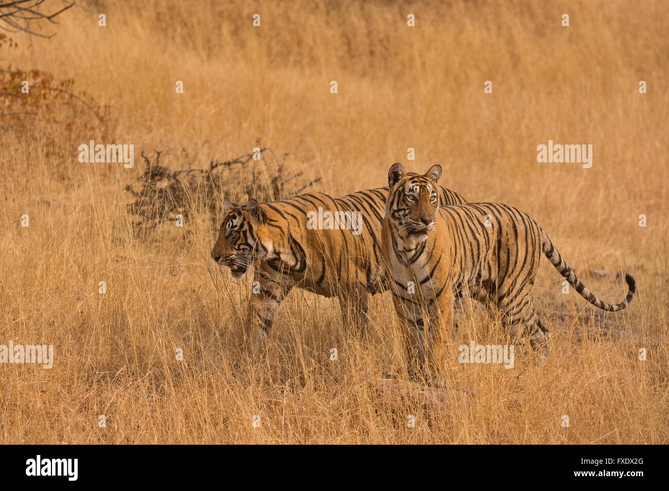 Two wild Bengal Tigers or Indian Tigers (Panthera tigris tigris), adult ...