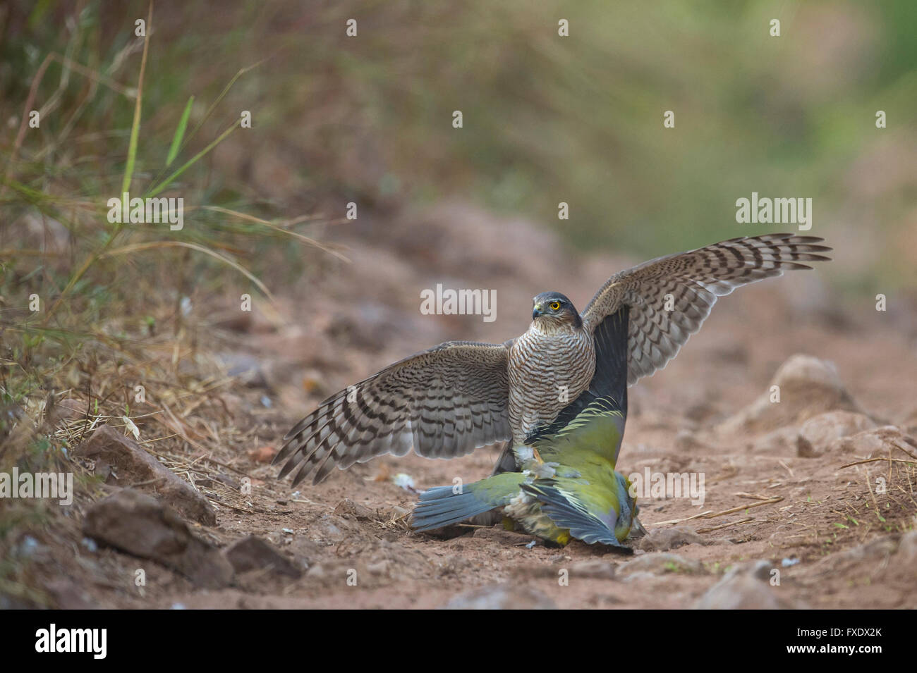 Eurasian Sparrowhawk, also Sparrow Hawk (Accipiter nisus) attacking a ...