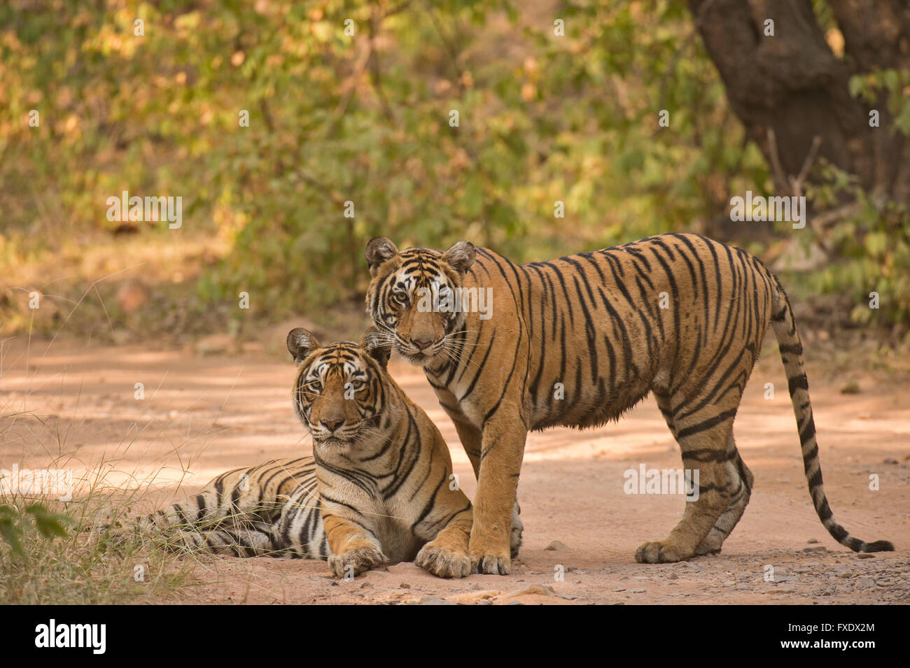 Two wild Bengal Tigers or Indian Tigers (Panthera tigris tigris), adult female and sub adult cub ...
