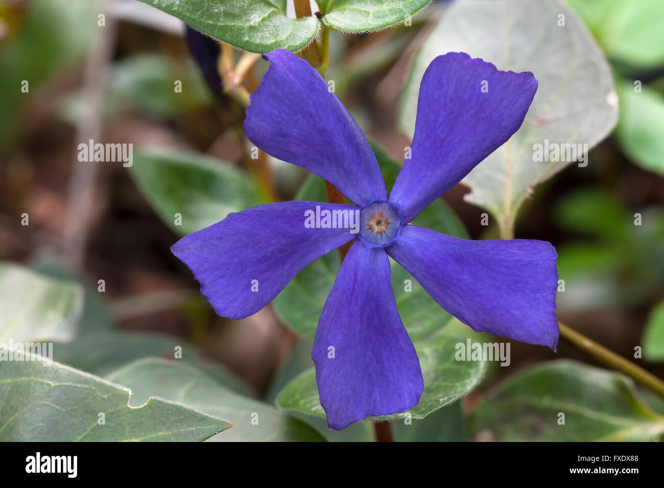 Greater Periwinkle (Vinca major), blossom, Bavaria, Germany Stock Photo ...
