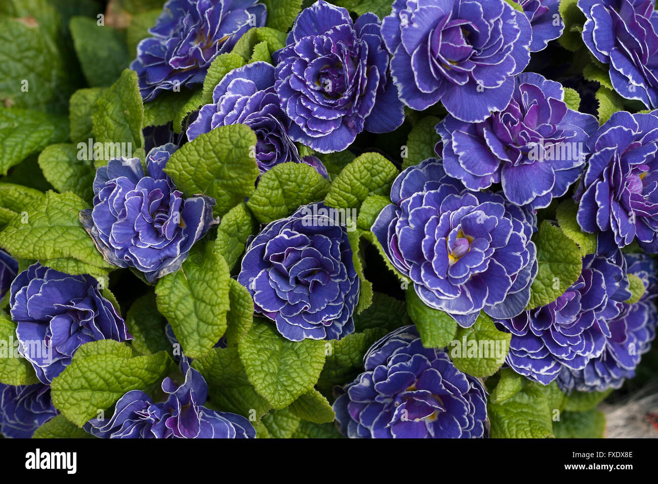 Blue Primula High Resolution Stock Photography and Images - Alamy