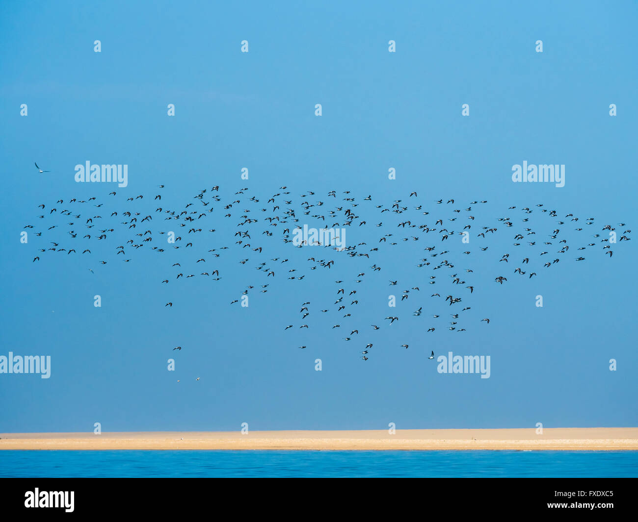 Flock Of Birds flying over sandbank, Pelican Point, Walvis Bay, Erongo ...