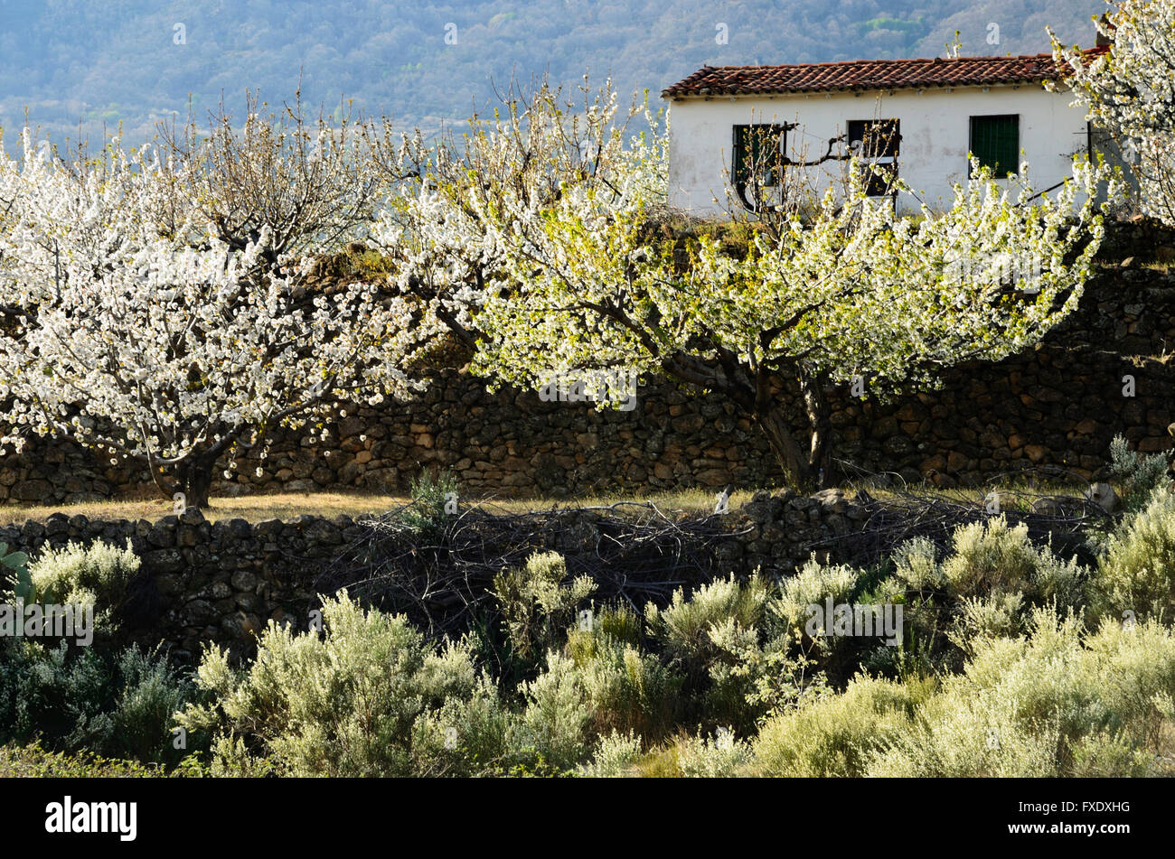 Jerte valley hi-res stock photography and images - Alamy