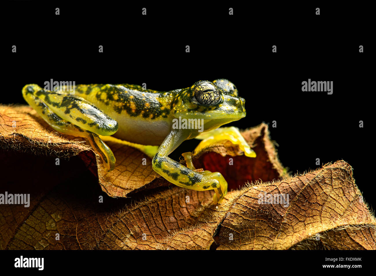 White spotted cochran frog hi-res stock photography and images - Alamy