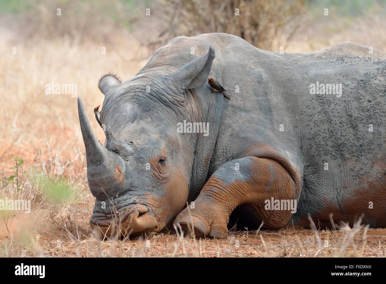 Two horned rhinoceros hi-res stock photography and images - Alamy