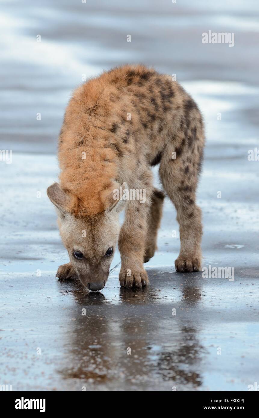 Spotted Hyena or Laughing Hyena (Crocuta crocuta) cub, drinking ...