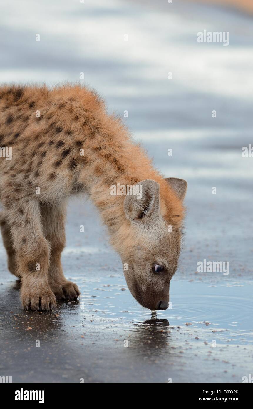 Spotted Hyena or Laughing Hyena (Crocuta crocuta) cub, drinking ...
