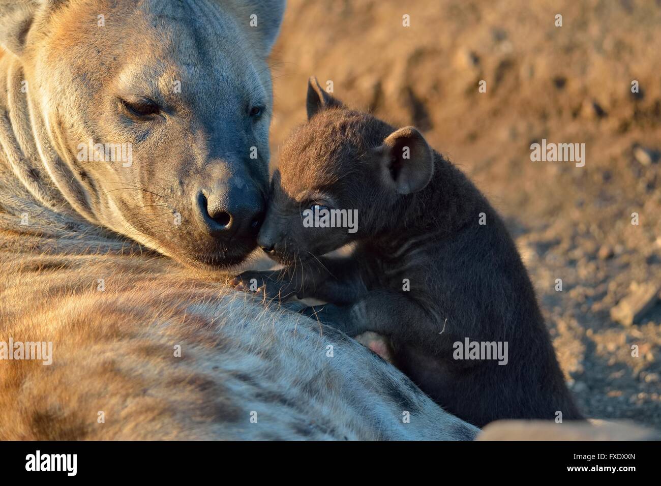 Spotted Hyenas (Crocuta crocuta), adult female and young male, in the ...