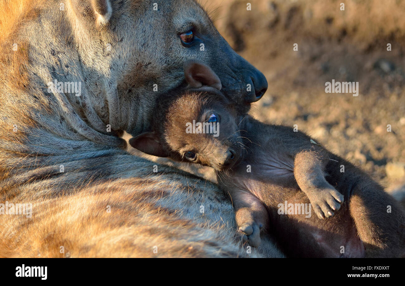 Spotted Hyenas (Crocuta crocuta), adult female taking up her young male ...