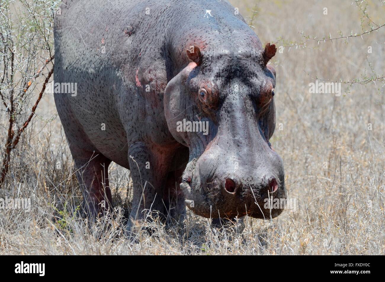 Hippopotamus (Hippopotamus amphibius), adult male, sweating, in dry ...