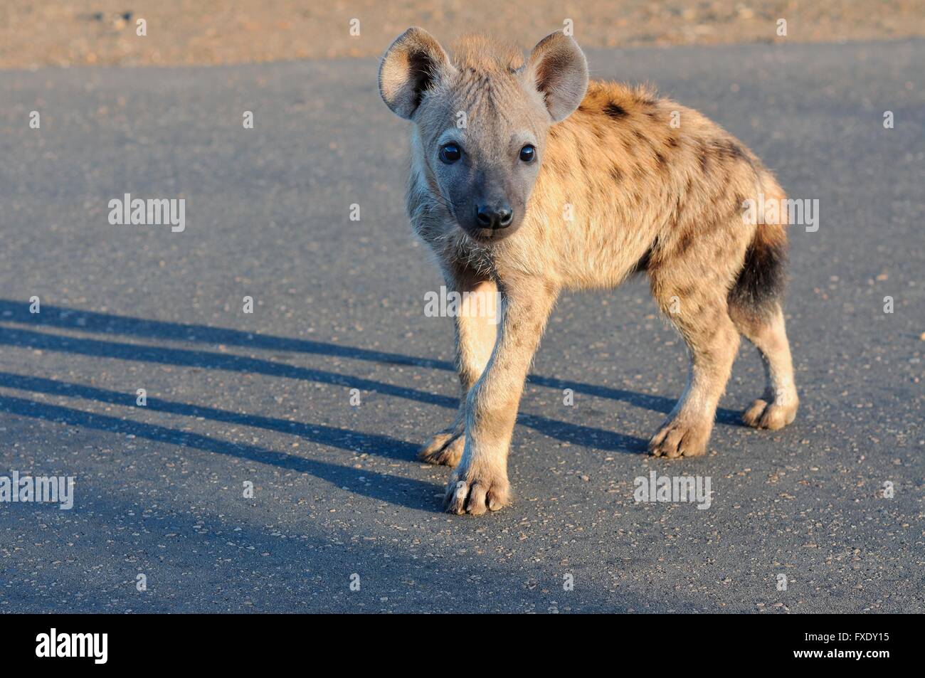 Spotted Hyena or Laughing Hyena (Crocuta crocuta) cub, standing on a ...