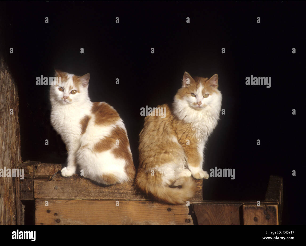 2 cats sitting in a barn back to back staring at the camera Stock Photo ...